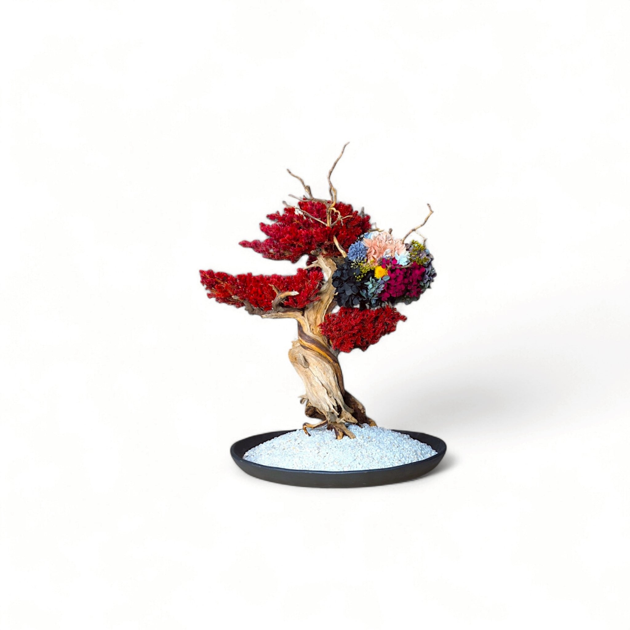 TAIZAN BONSAI - WITHERS